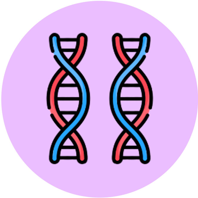 D11 Dna Replication